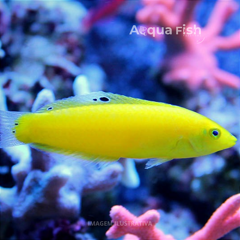 Yellow Coris - Acqua Fish: Um pedaço do oceano na sua casa!