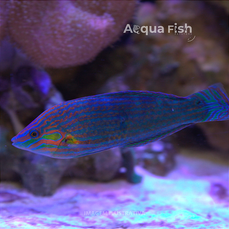 Wrasse Melanurus - Acqua Fish: Um pedaço do oceano na sua casa!