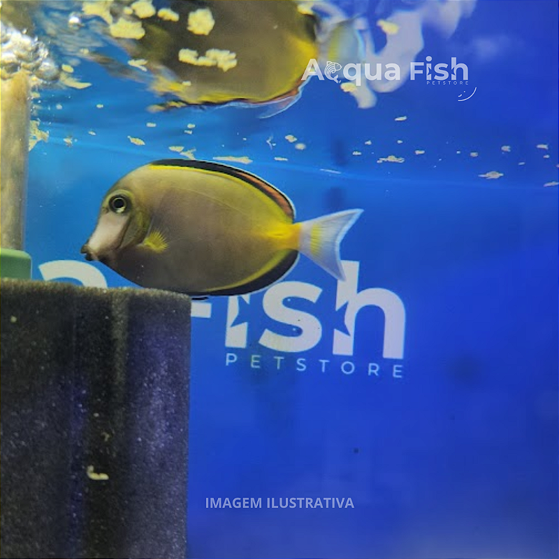 Powder Brown Tang - Acqua Fish: Um pedaço do oceano na sua casa!
