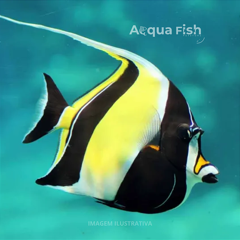 Zanclus - Acqua Fish: Um pedaço do oceano na sua casa!
