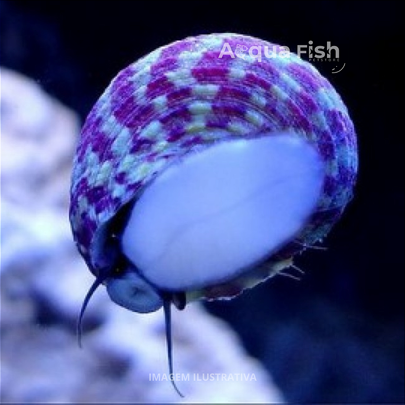 Turbo Snail - Acqua Fish: Um pedaço do oceano na sua casa!