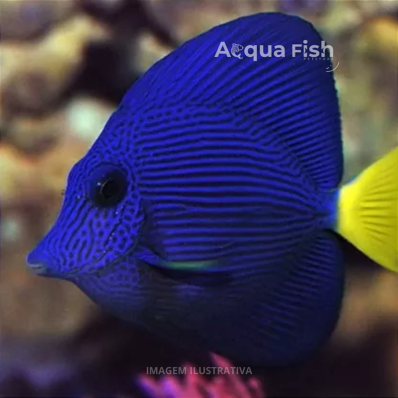 Purple Tang - Acqua Fish: Um pedaço do oceano na sua casa!