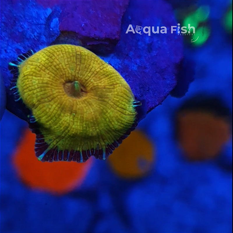 Mush Metal Flat Orange Coral (Raridade) - Acqua Fish: Um pedaço do ...