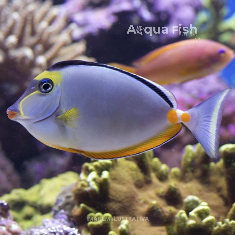 Naso Lituratus - Acqua Fish: Um pedaço do oceano na sua casa!