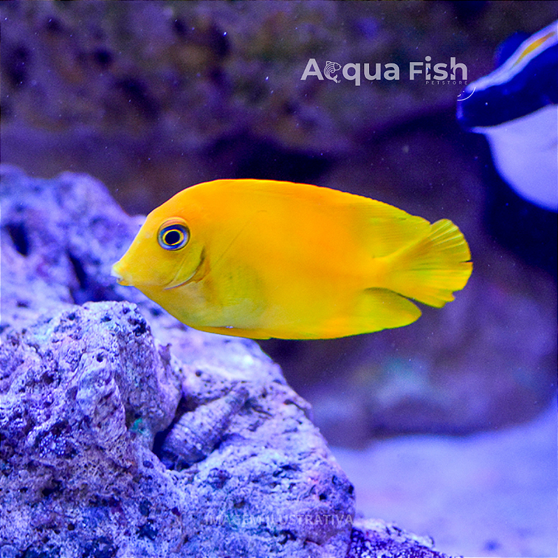 Yellow MIMIC Tang - Acqua Fish: Um pedaço do oceano na sua casa!