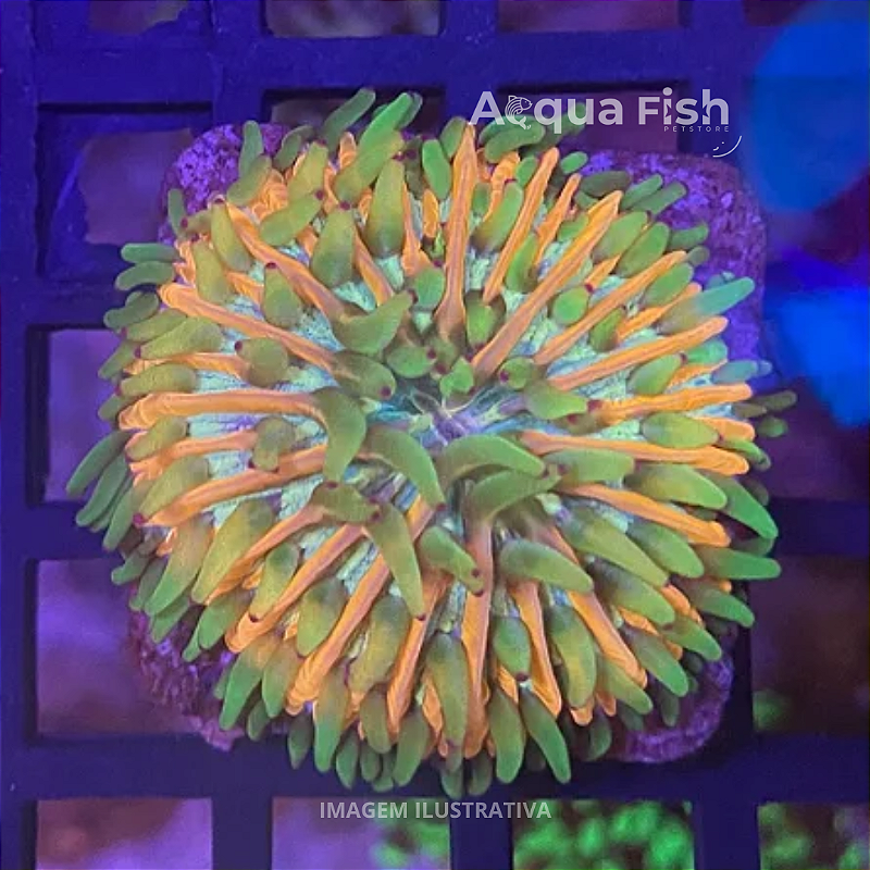 Plate Wagon Wheel - Acqua Fish: Um pedaço do oceano na sua casa!