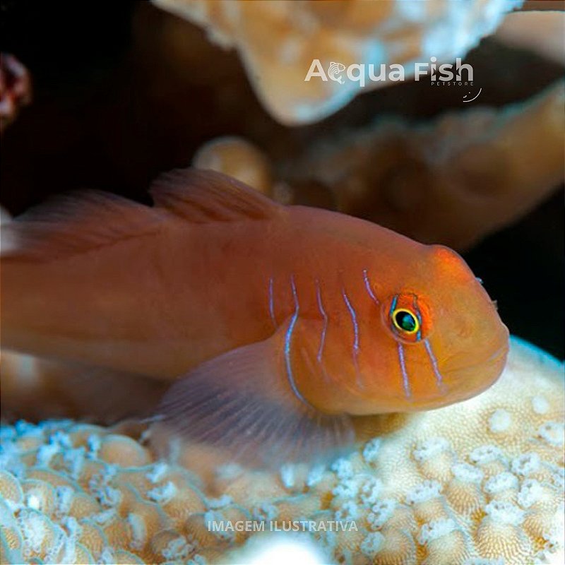 Lined Coral Goby - Acqua Fish: Um pedaço do oceano na sua casa!