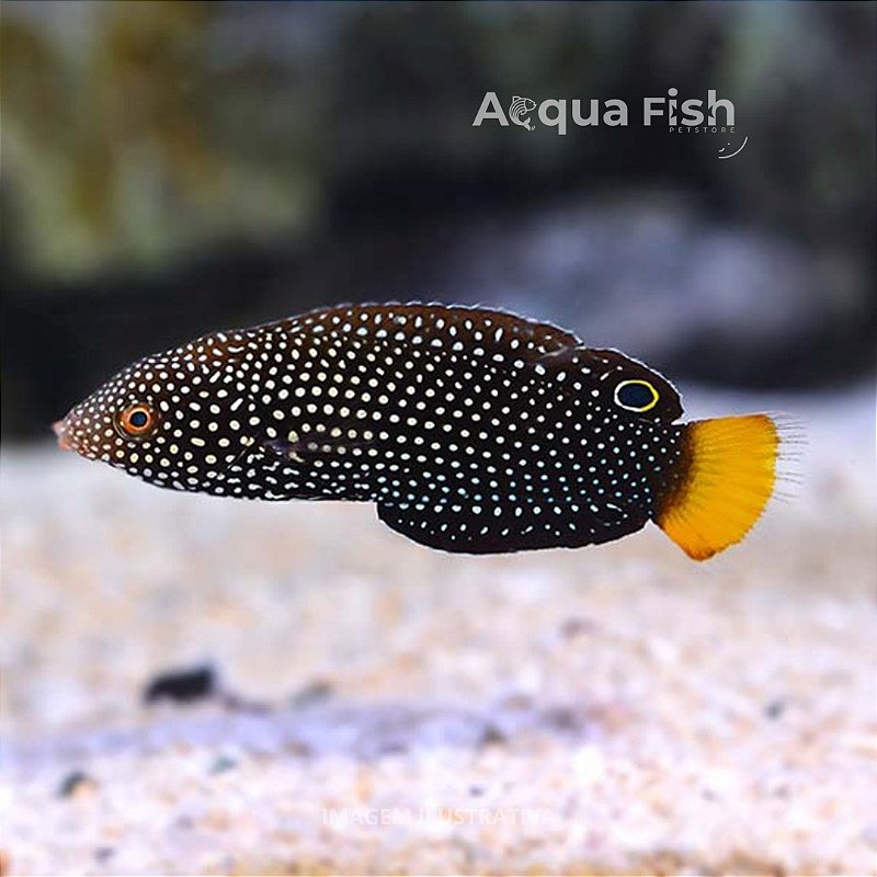 Yellow Tail Tamarin Wrasse - Acqua Fish: Um pedaço do oceano na sua casa!