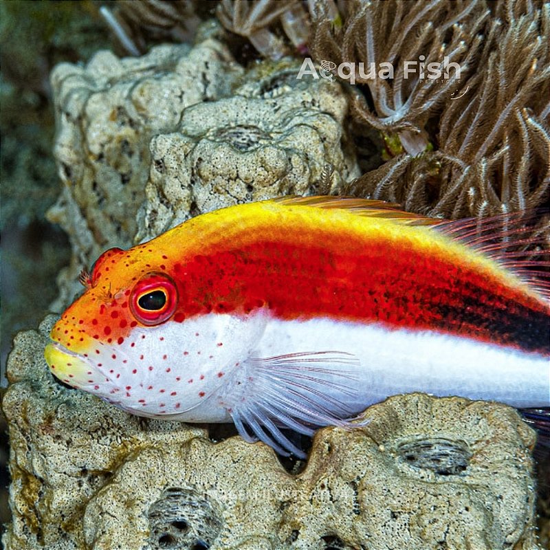 Freckled Hawkfish - Acqua Fish: Um pedaço do oceano na sua casa!