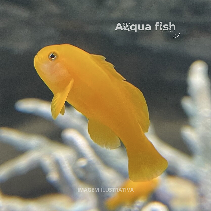 Yellow Clown Coral Goby - Acqua Fish: Um pedaço do oceano na sua casa!