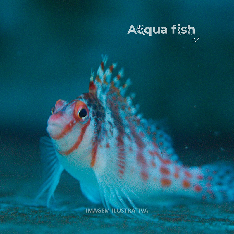 Falco Hawkfish - Acqua Fish: Um pedaço do oceano na sua casa!