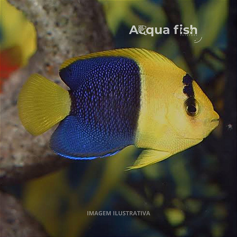 Bicolor Angelfish - Acqua Fish: Um pedaço do oceano na sua casa!