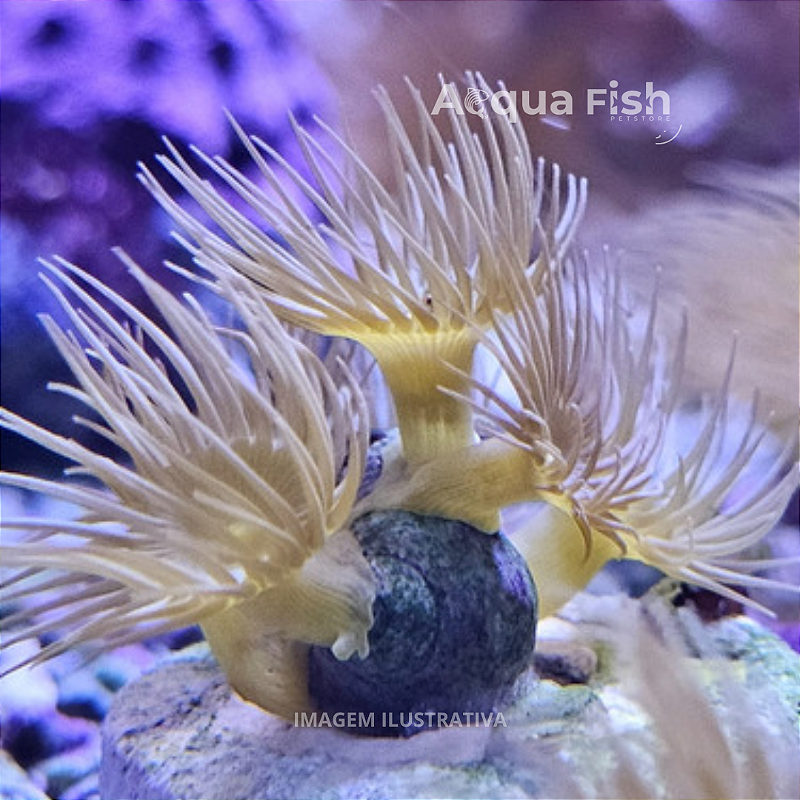 Yellow Polyps - Acqua Fish: Um pedaço do oceano na sua casa!