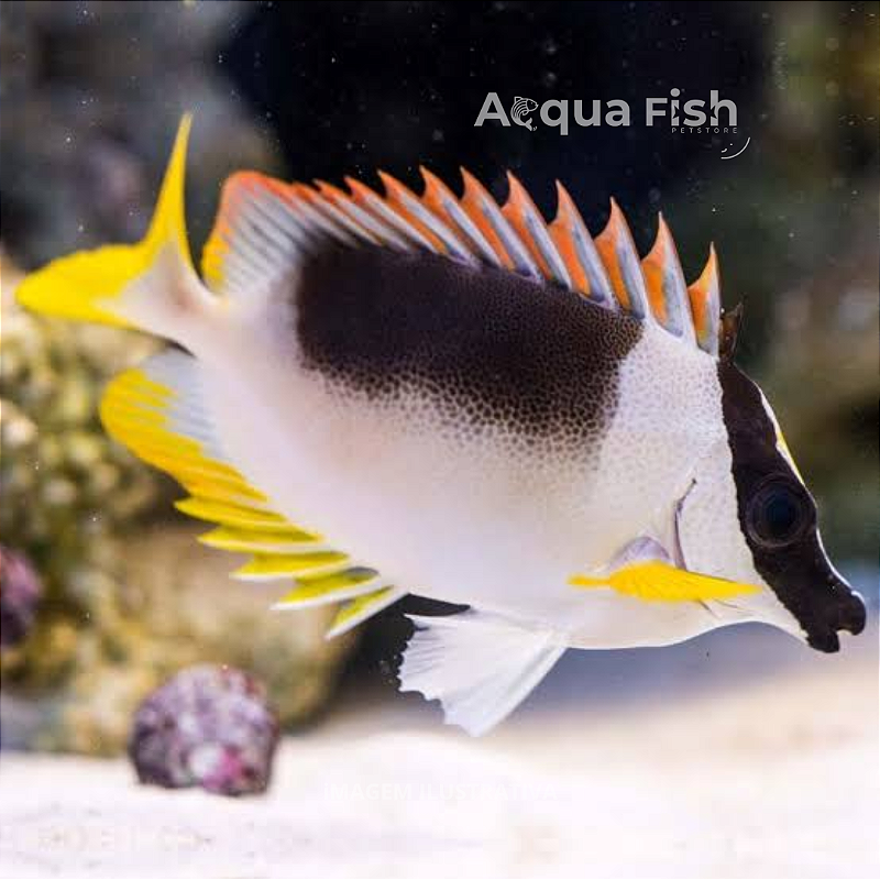 Fox Face Magnificus - Acqua Fish: Um pedaço do oceano na sua casa!