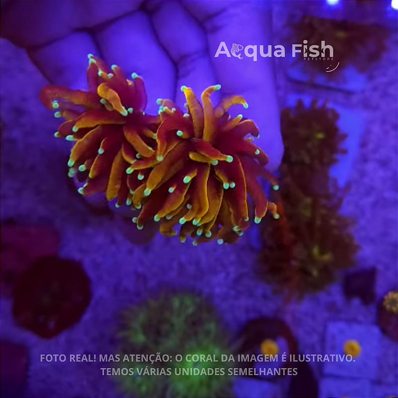 Torch 24K - Acqua Fish: Um pedaço do oceano na sua casa!