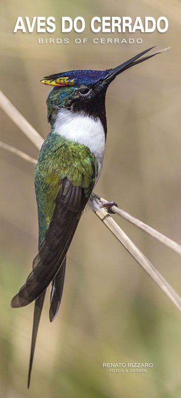 Guia de Aves do Cerrado - Loja de Passarinho