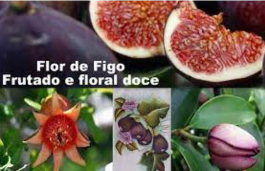 Essência Flor de Figo - essenciasecia