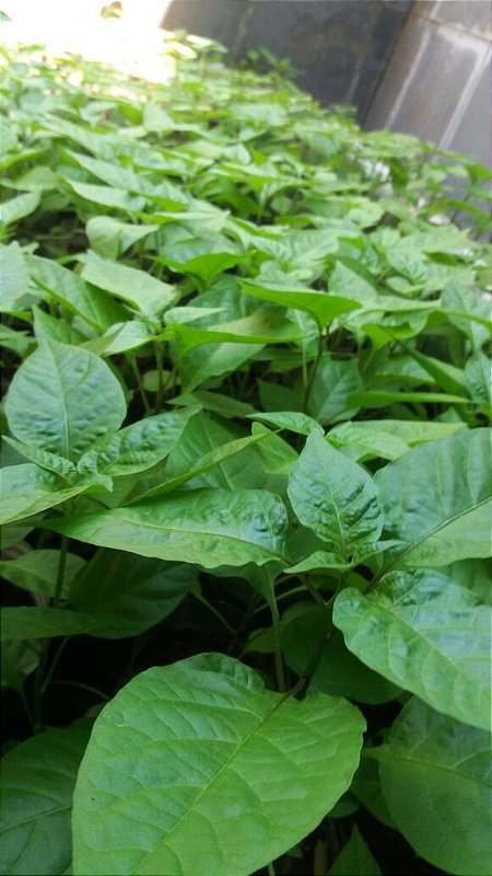 Muda de Pimenta Carolina Reaper, a Segunda Mais Ardida do Mundo ...