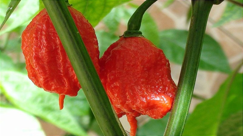 Pimenta Carolina Reaper 10 Frutos In Natura | Pimenta Severino’s ...
