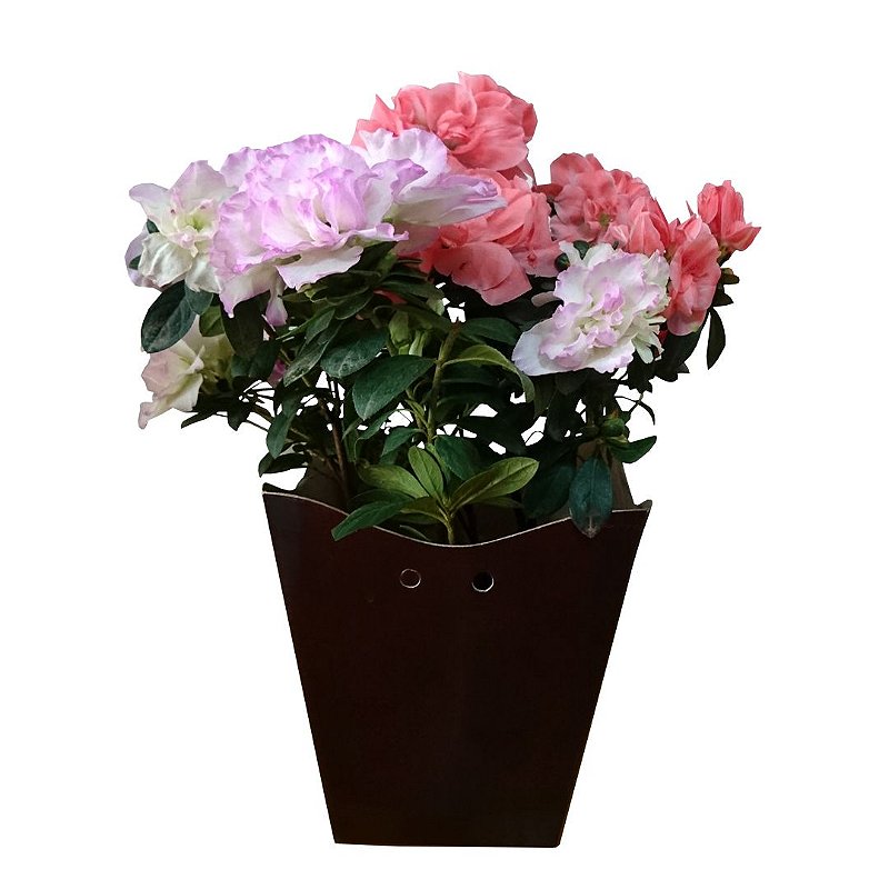 Azaléia Plantada No Cachepot - Florexótica
