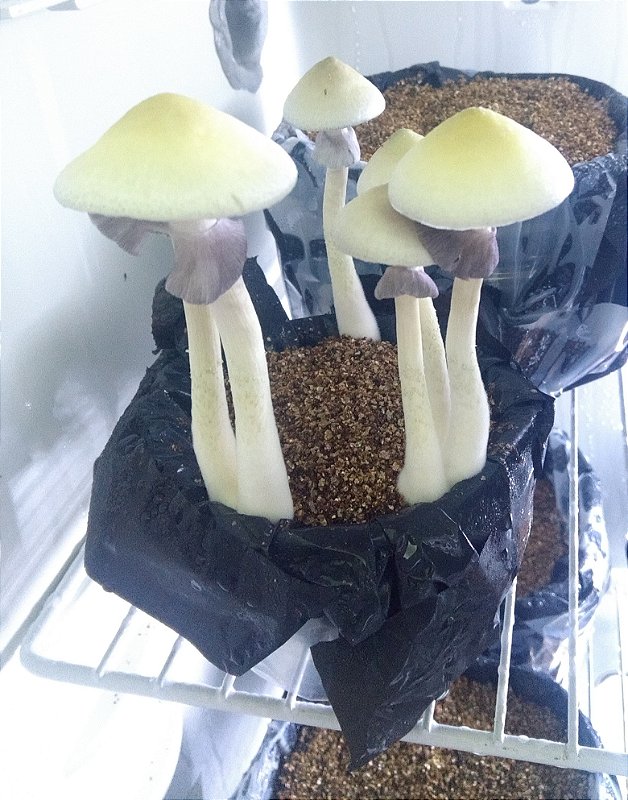 Cogumelo Magico Psilocybe Cubensis A+ Albino desidratados embalada a ...