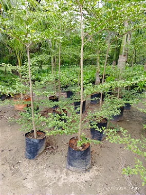 Sete Copas Africana | Jardineiros.net | Entrega no RJ | Plantas online ...