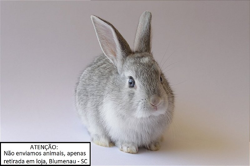 Coelho Netherland Melhor Preço - Petshop Sete Bichos - Tudo de pet na ...