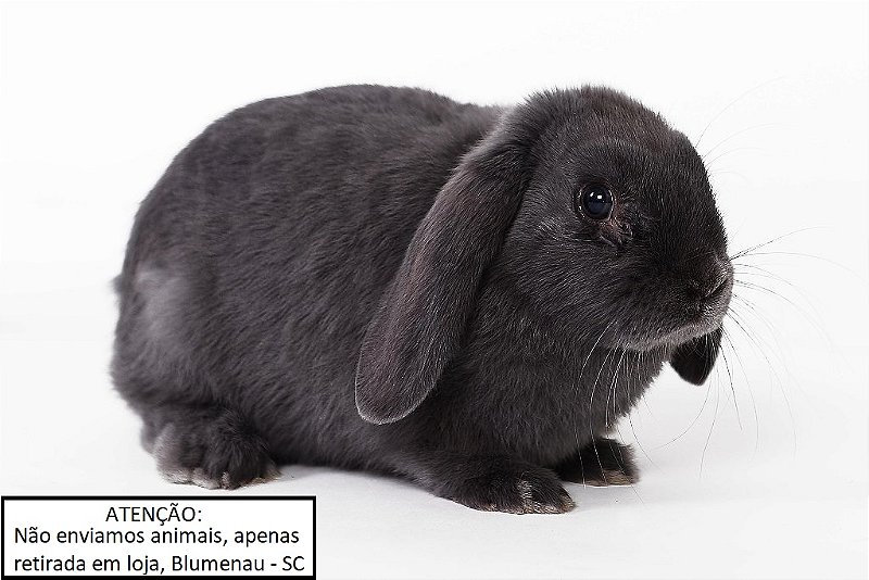 Coelho Mini Loop Melhor Preço - Petshop Sete Bichos - Tudo de pet na ...