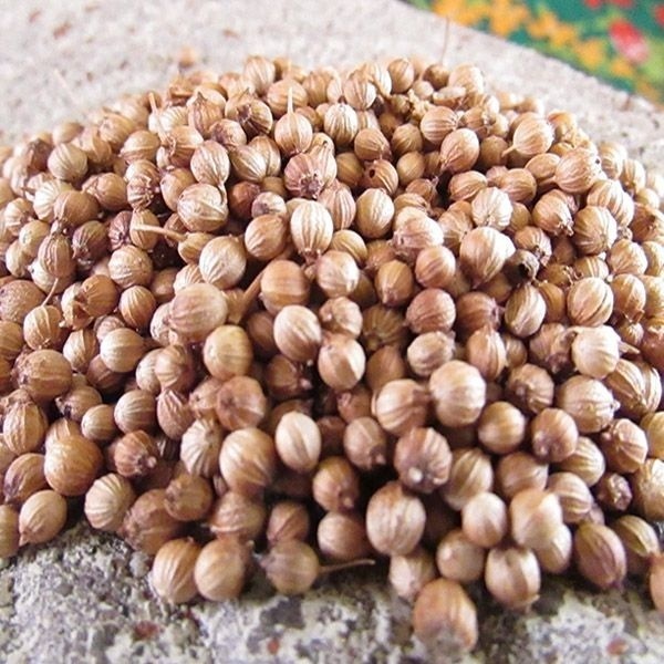 coentro em grão - Ingredientes Santa Vita