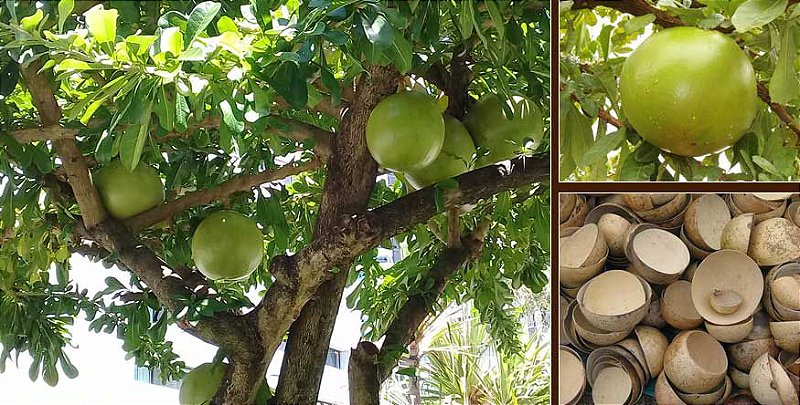 Comprar Sementes de Coité - Crescentia cujete - Semente Rara - Venda de ...