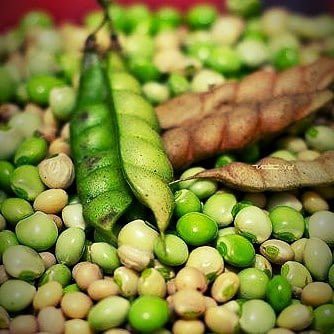 Comprar Sementes de Sementes de Guandu - Semente Rara - Venda de ...