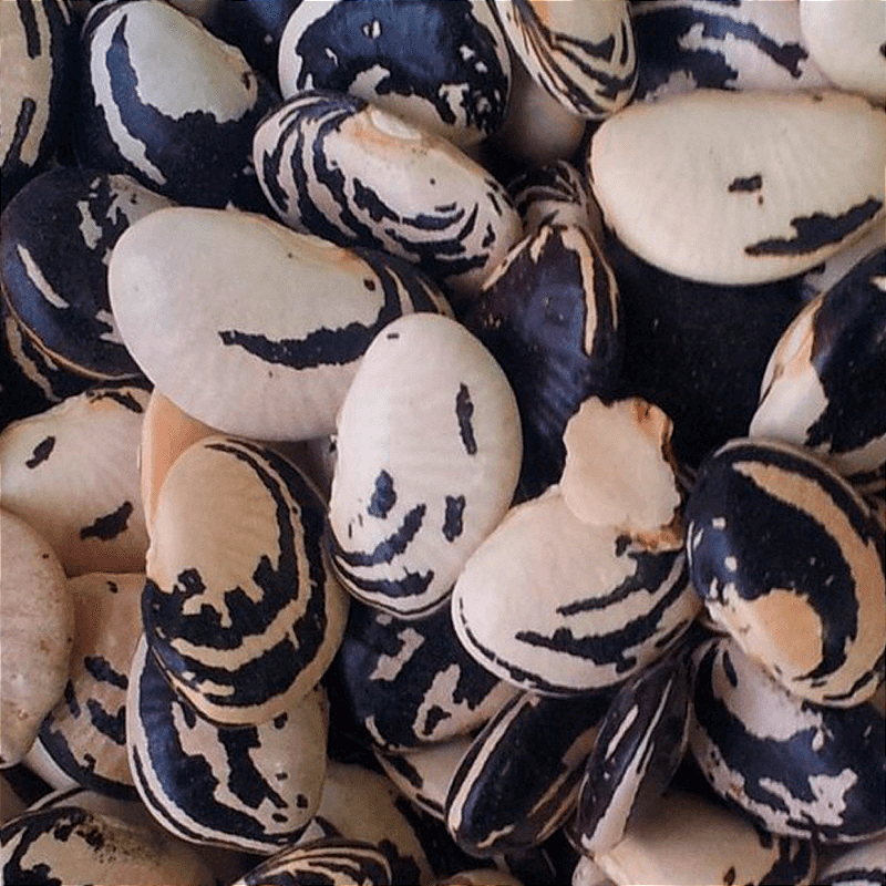 Comprar Sementes de Feijão Fava Vovó - Semente Rara - Venda de Sementes ...