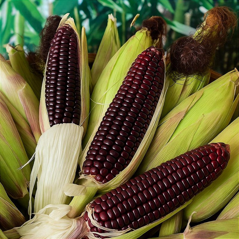 Comprar Sementes de Milho Roxo Peruano - Semente Rara - Venda de ...