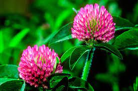 Comprar Sementes de Trevo Vermelho - Semente Rara - Venda de Sementes ...