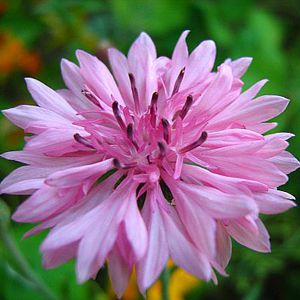 Comprar Sementes de Centáurea Rosa - Semente Rara - Venda de Sementes ...