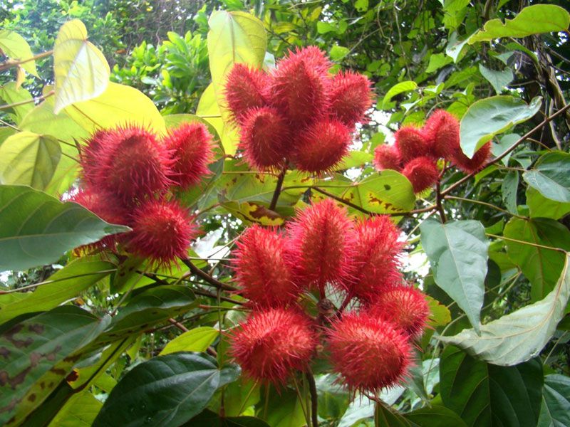 Comprar Sementes de Urucum - Semente Rara - Venda de Sementes Para Plantar