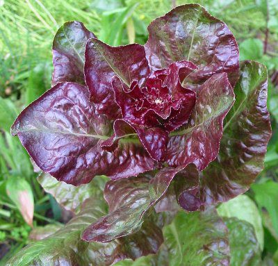 Comprar Sementes de Alface Lisa Roxa - Semente Rara - Venda de Sementes ...