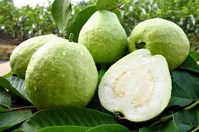 Comprar Sementes de Goiaba Branca Psidium guajava - Semente Rara ...