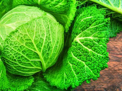 Comprar Sementes de Repolho Crespo Savoy de Milão - Semente Rara ...